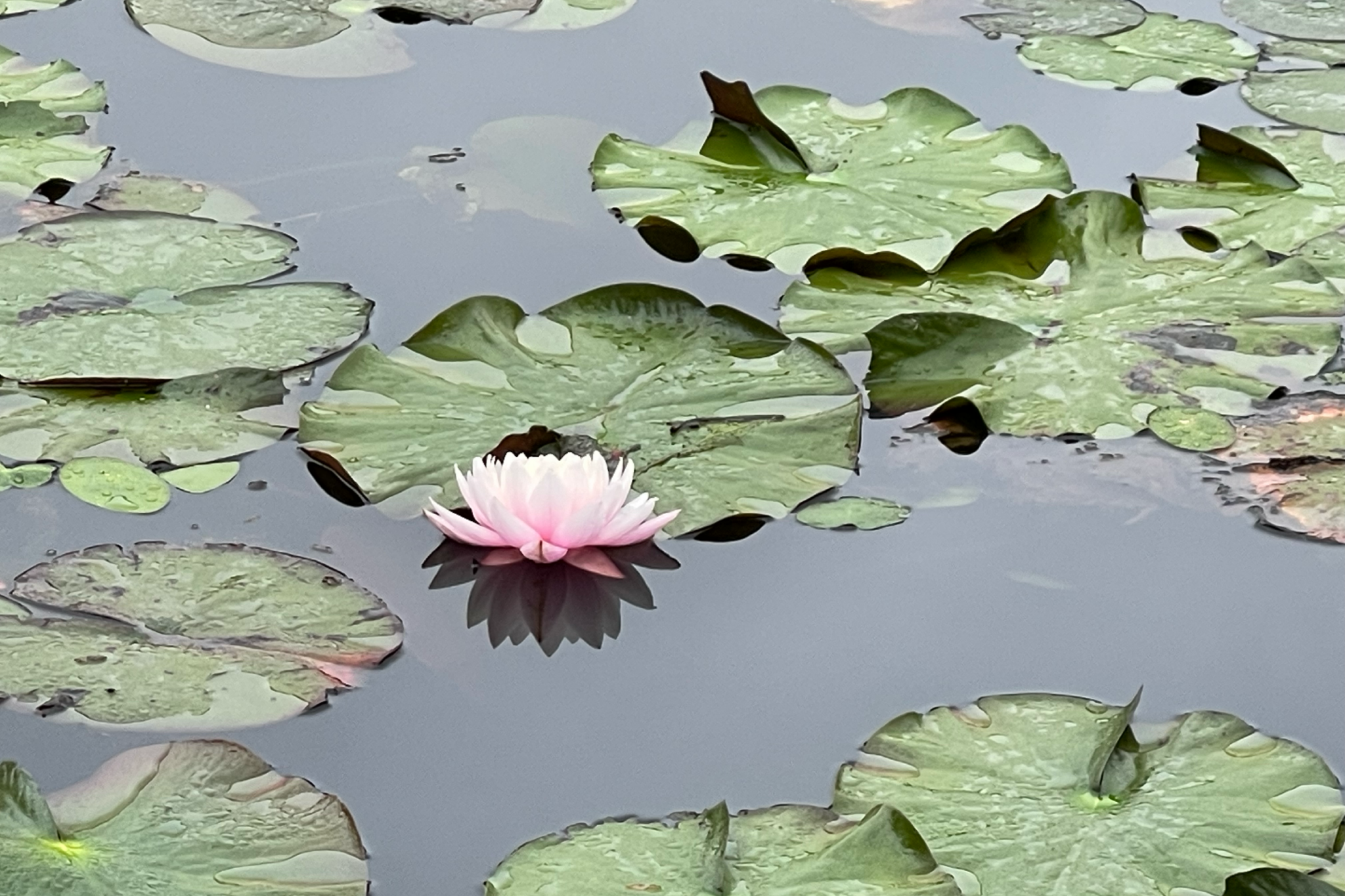 The Grounds & Gardens | Mayhurst Estate